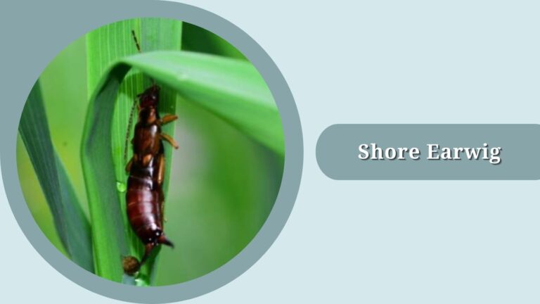 14 Types of Earwig Insects: Identification, Larvae, Habitat, Bite