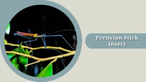 17 Types of Stick Insects: Egg, Diet, Habitat & Life Cycle