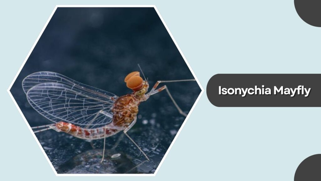 15 Common Types of Mayflies: Habitat, Behaviors, Pictures