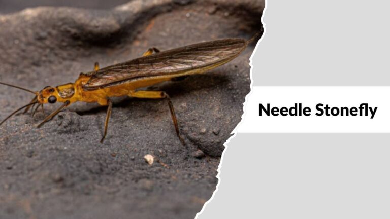 21 Types of Stoneflies: Habitat, Diet, Lifecycle, ID with Pictures