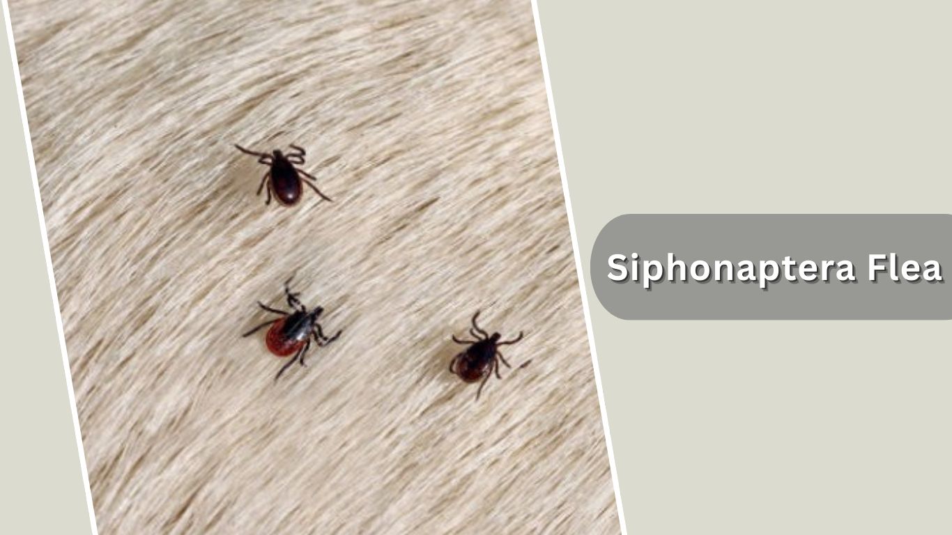 13 Types of Fleas: Habitat, Lifecycle, Diet, Identification with Pictures