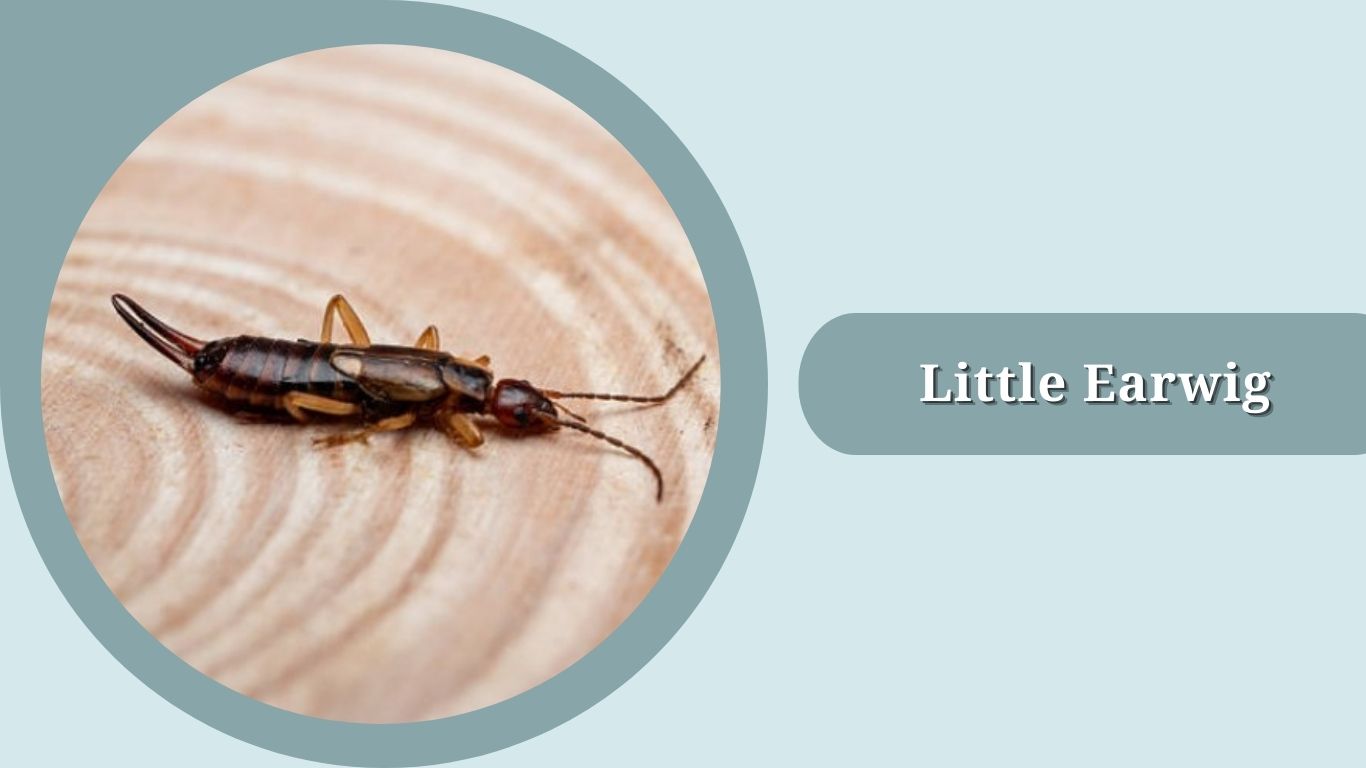 14 Types of Earwig Insects: Identification, Larvae, Habitat, Bite