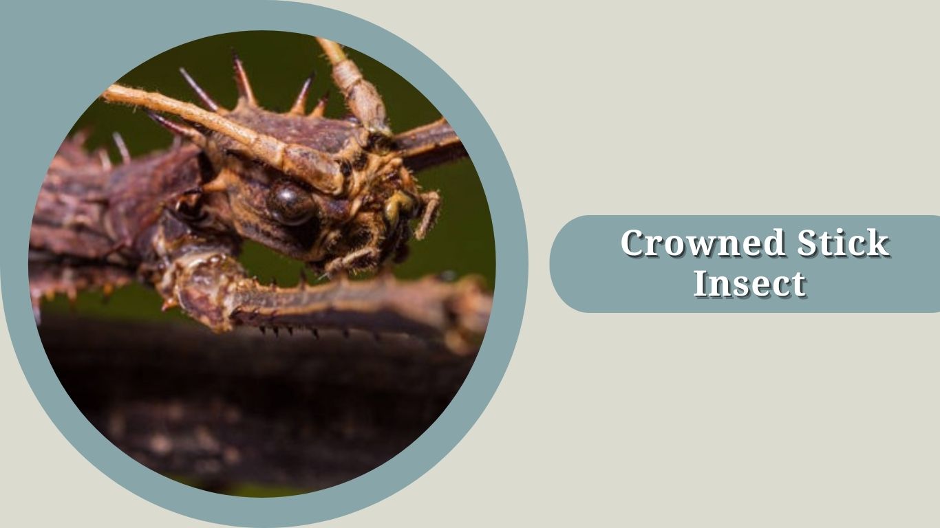 17 Types of Stick Insects: Egg, Diet, Habitat & Life Cycle