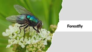 21 Types of Stoneflies: Habitat, Diet, Lifecycle, ID with Pictures