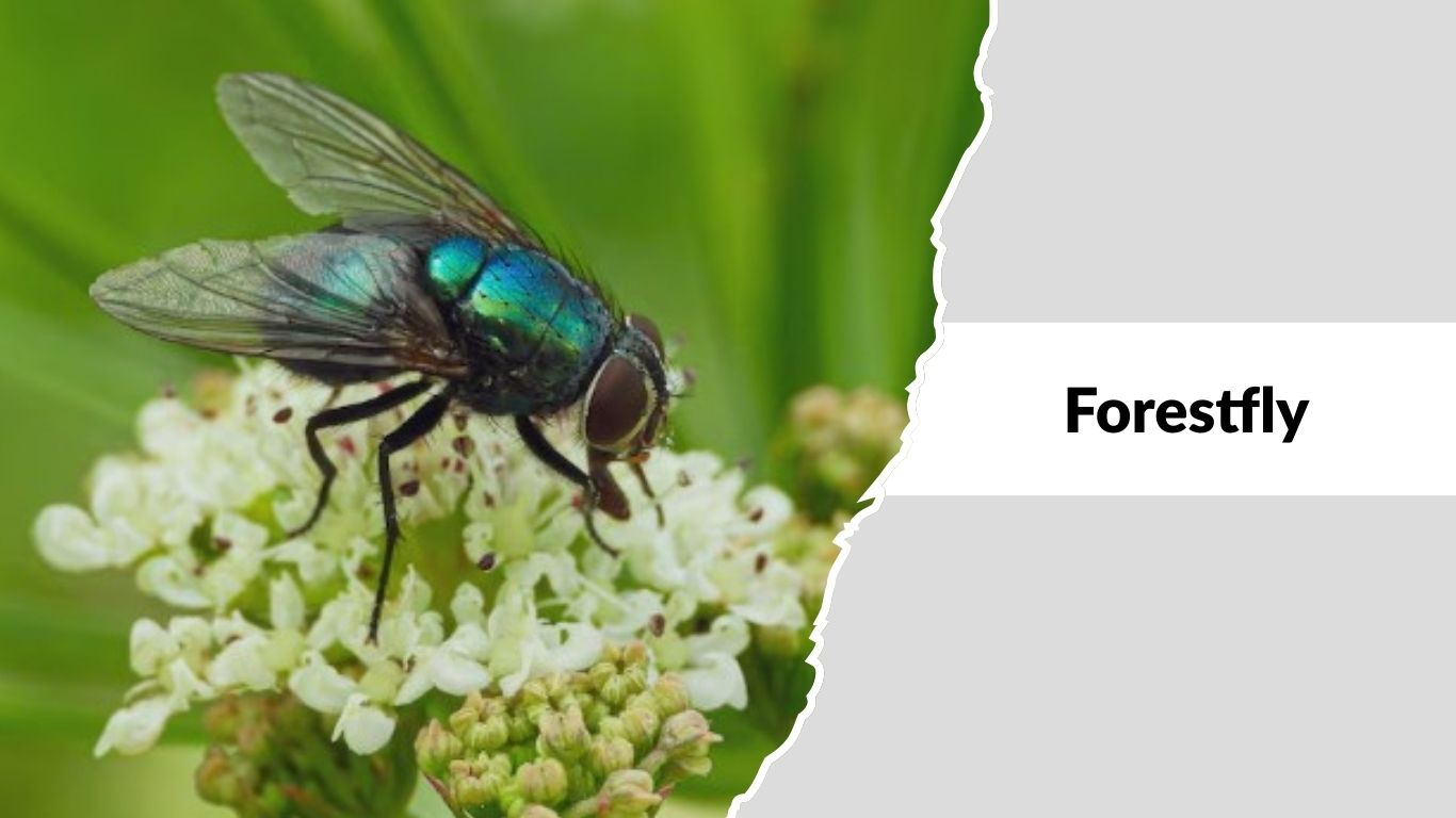 21 Types of Stoneflies: Habitat, Diet, Lifecycle, ID with Pictures