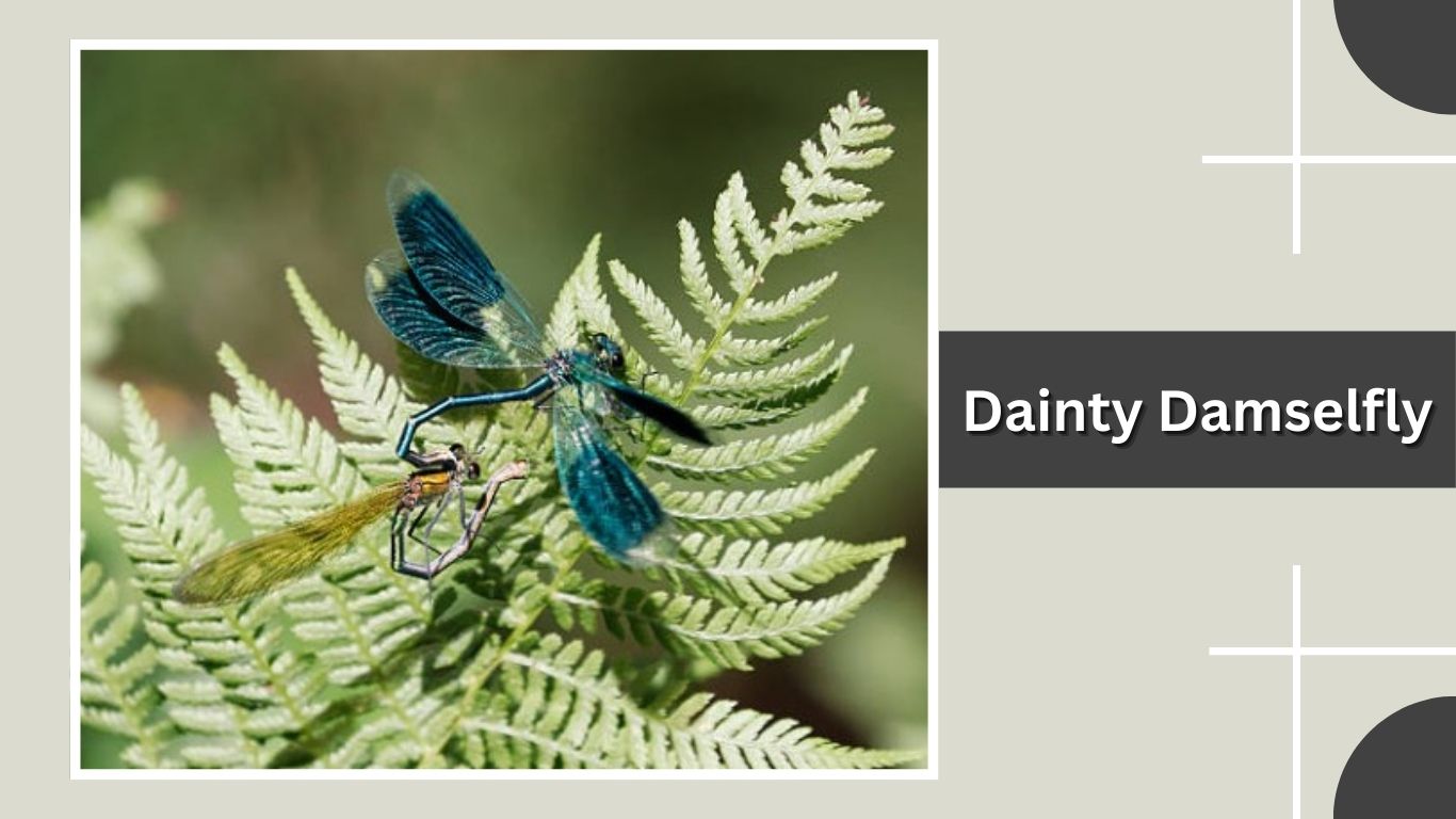 15 Types of Damselfly Insects: Species Identification with Pictures