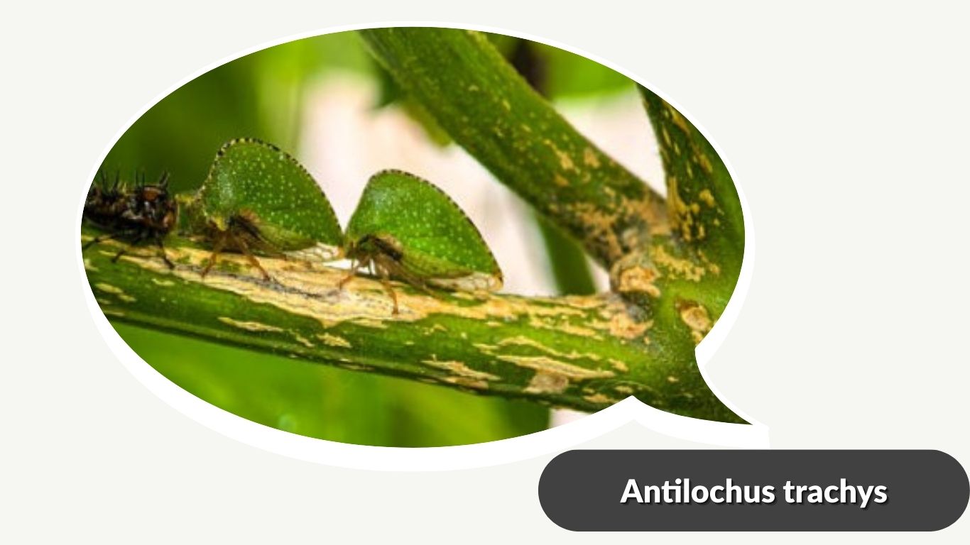 16 Types of Treehoppers: Species Identification with Pictures