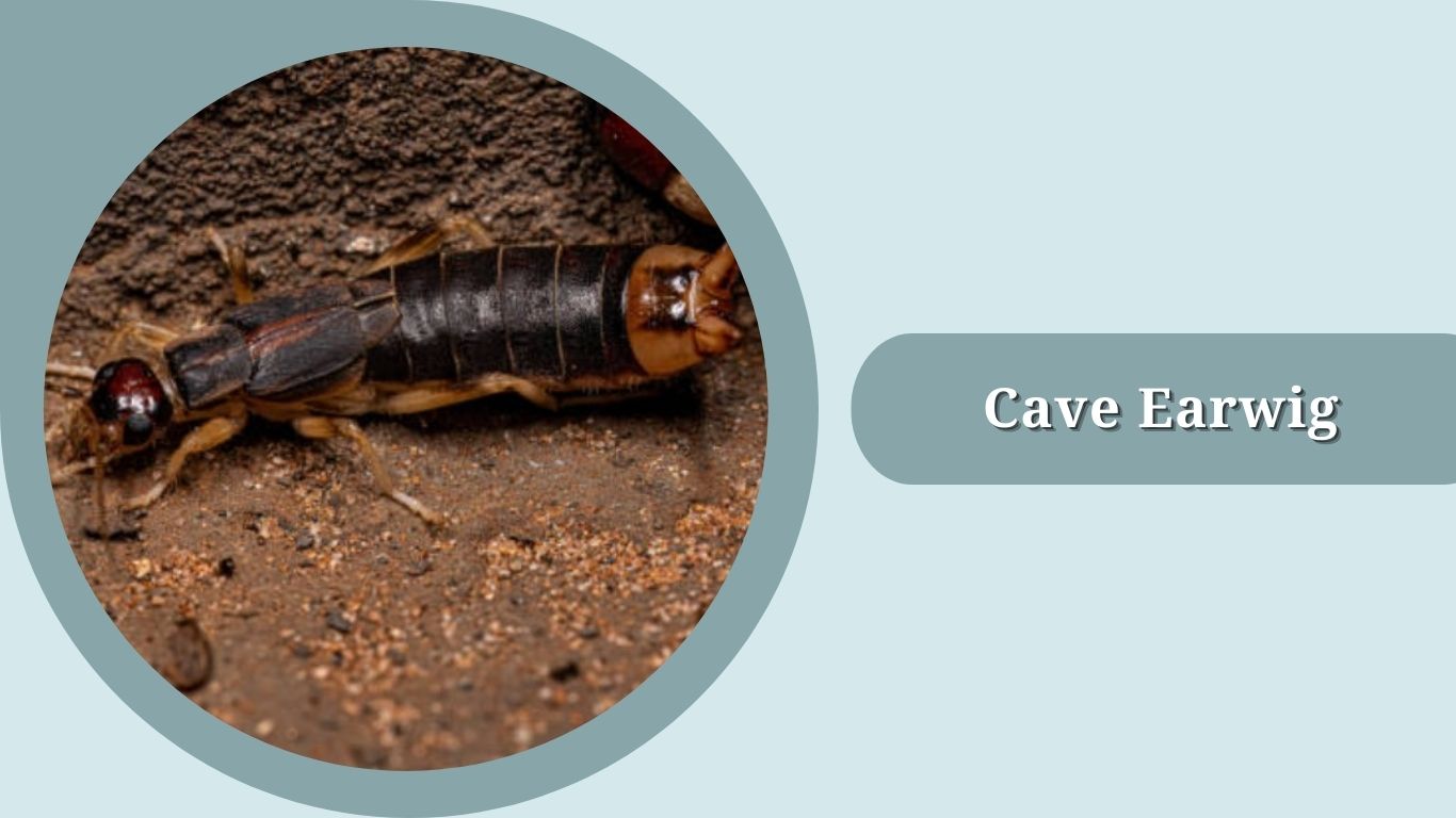 14 Types of Earwig Insects: Identification, Larvae, Habitat, Bite