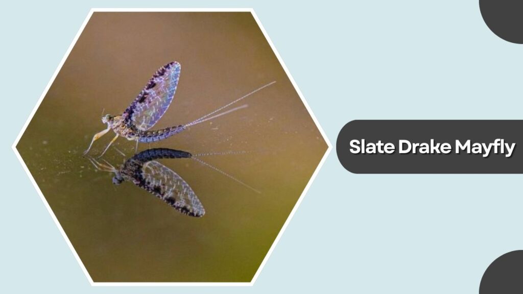15 Common Types of Mayflies: Habitat, Behaviors, Pictures