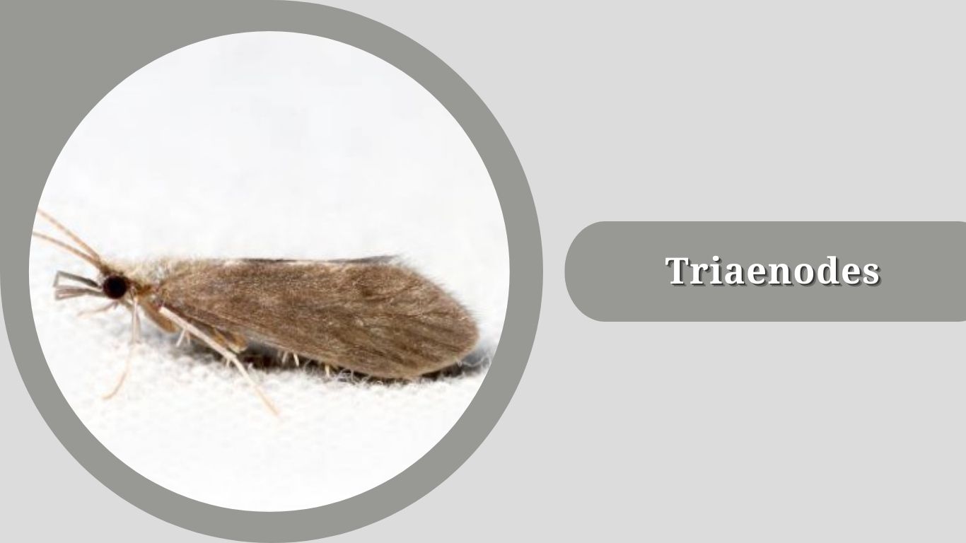 17 Types Caddisfly: Size, Habitat, Diet, Life Cycle, Predators, & Images