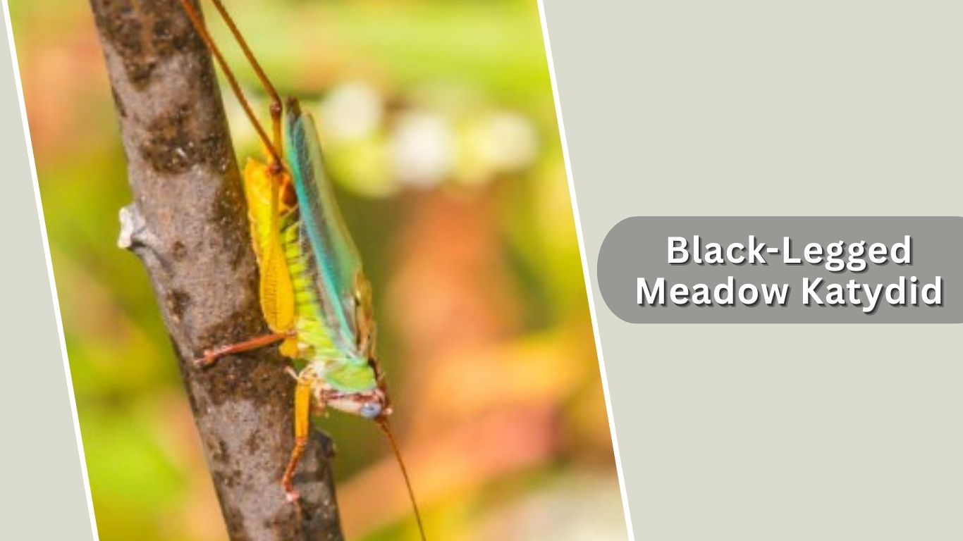 23 Types of Katydid: Identification with Pictures