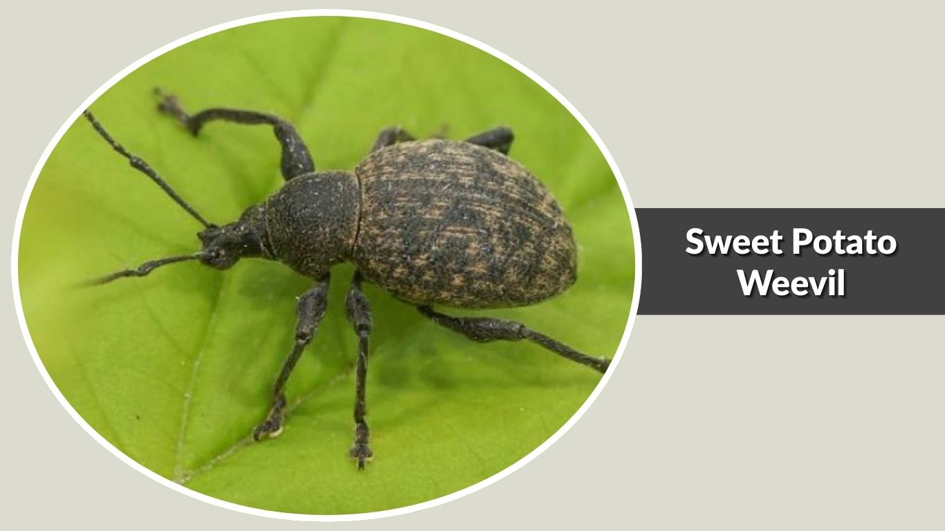 21 Common Types of Weevils Bug: Identification With Pictures