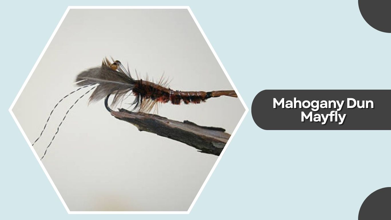 15 Common Types of Mayflies: Habitat, Behaviors, Pictures