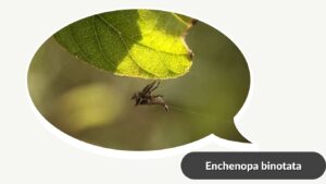 16 Types of Treehoppers: Species Identification with Pictures