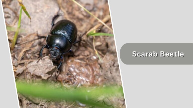 16 Types of Scarab Beetle: Size, Color , Habitat and ID with Pictures