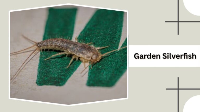 17 Common Types of Silverfish Insects: Identification, Larvae, Habitat ...