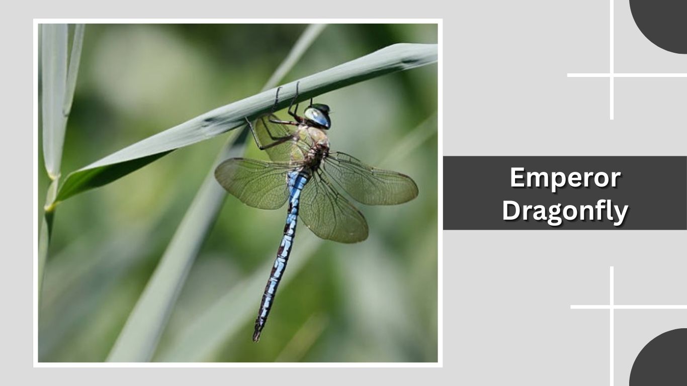 23 Common Types of Dragonflies: Identification with pictures