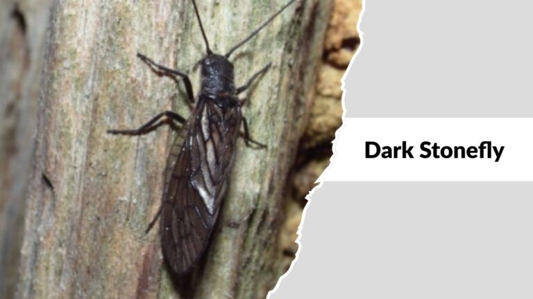 21 Types of Stoneflies: Habitat, Diet, Lifecycle, ID with Pictures