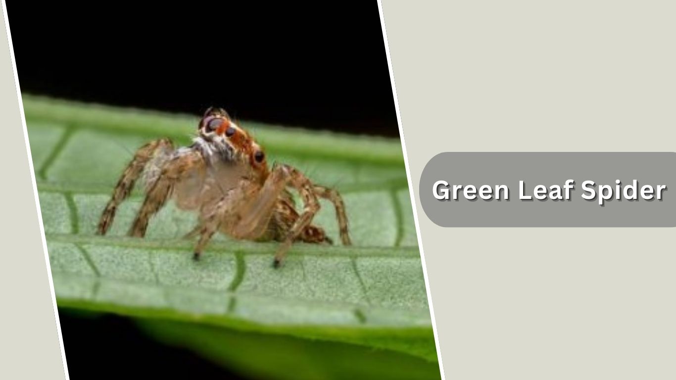 21 Common Green Spiders: Identification With Picture