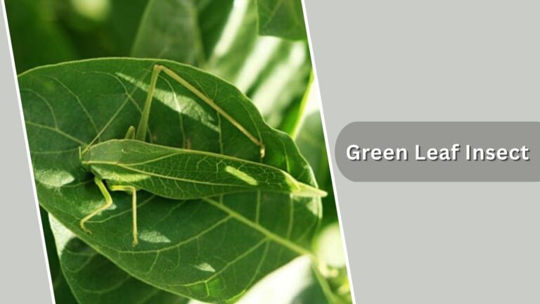 20 Types of Leaf Insects: Diet, Egg, Habitat, and Life Cycle