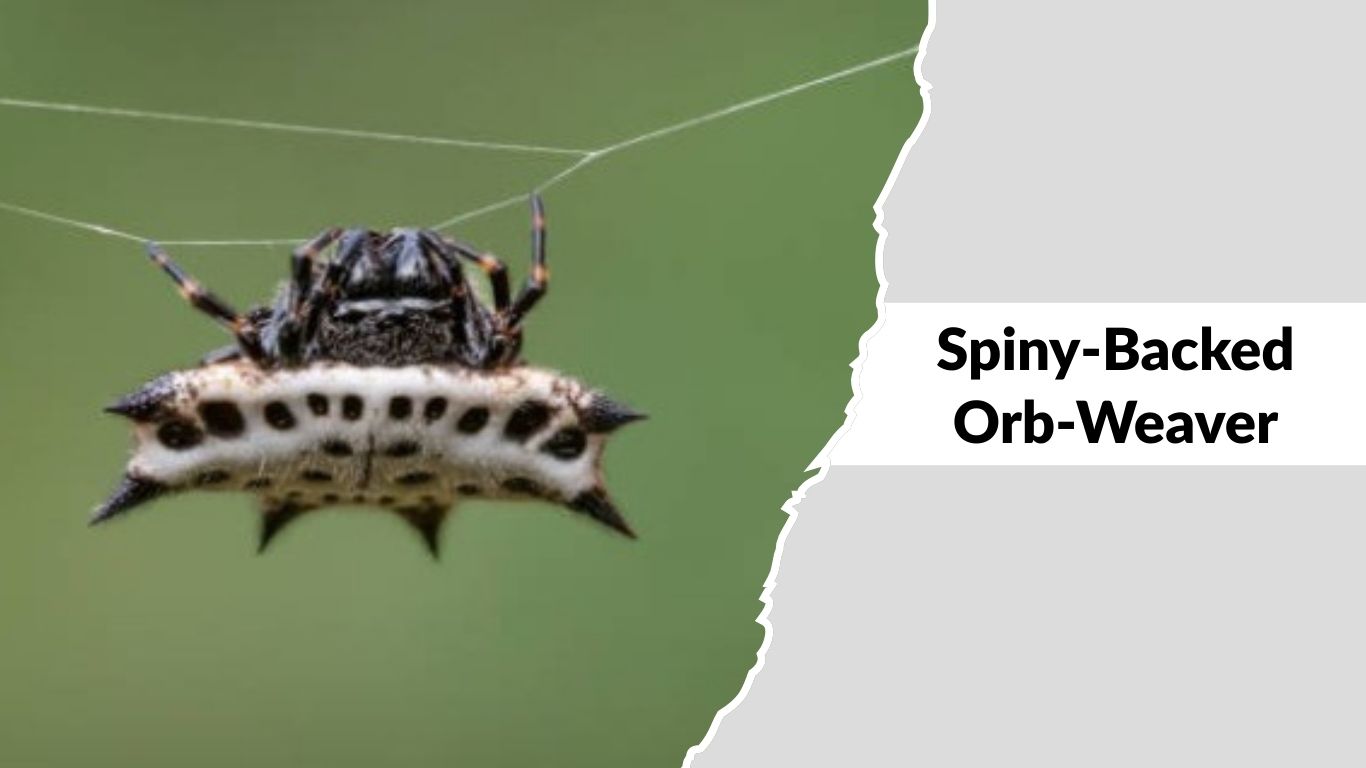 7 Common Types of Spiny Orb Weavers: You Might Spot in Your Garden