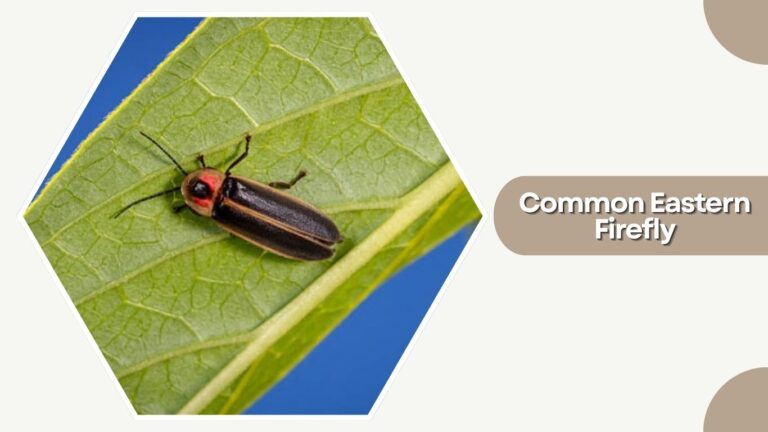 12 Types of Firefly: Species Identification with Pictures