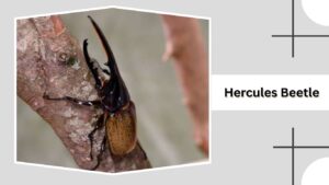 25 Types of Rhinoceros Beetle: Habitat, Behaviors, Identification with ...