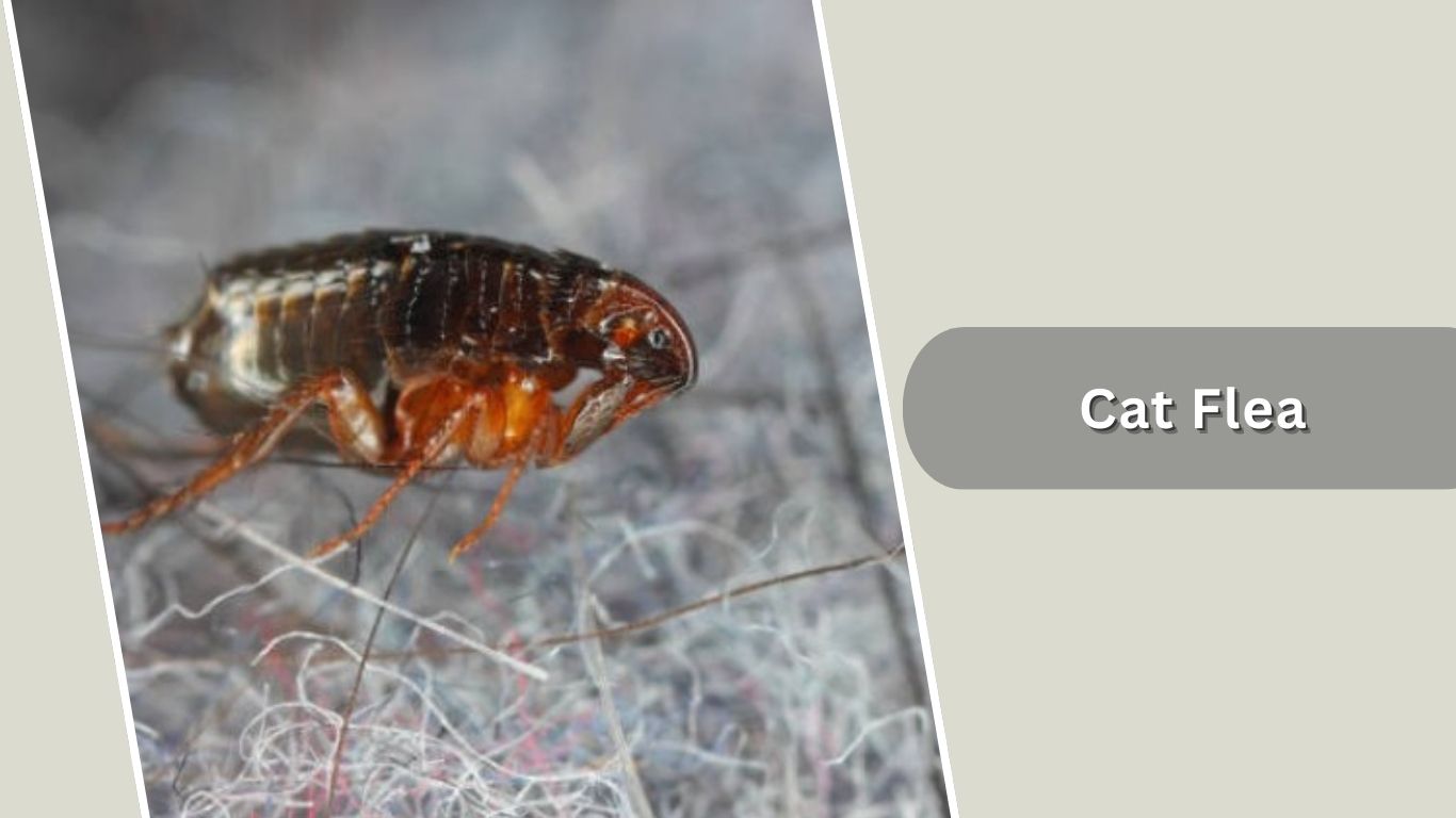 13 Types of Fleas: Habitat, Lifecycle, Diet, Identification with Pictures