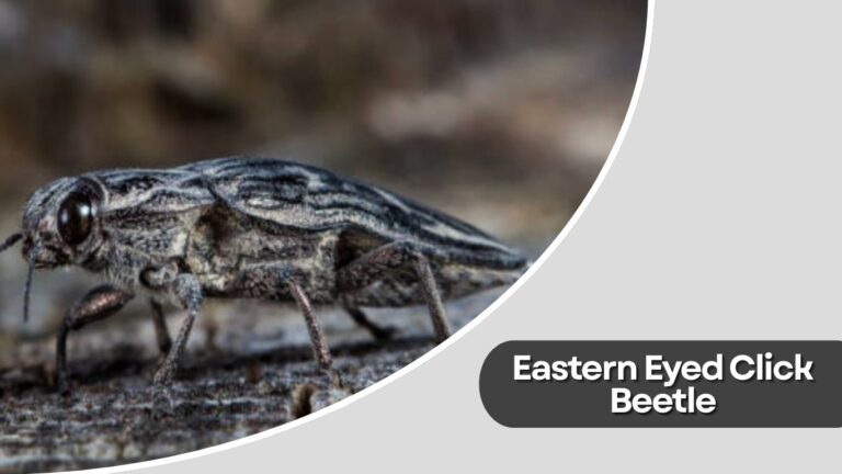 20 Common Types of Click Beetle: Habitat, Behaviors and ID with Pictures
