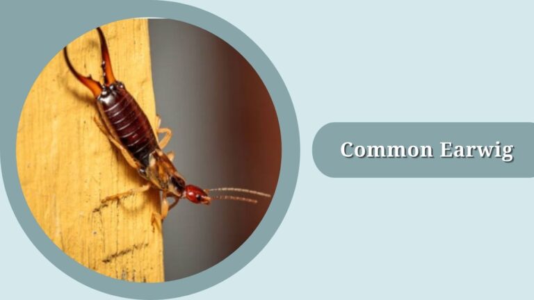 14 Types of Earwig Insects: Identification, Larvae, Habitat, Bite