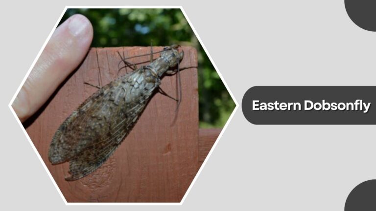 13 Types of Dobsonfly: Size, Habitat, Diet, Life Cycle, Images