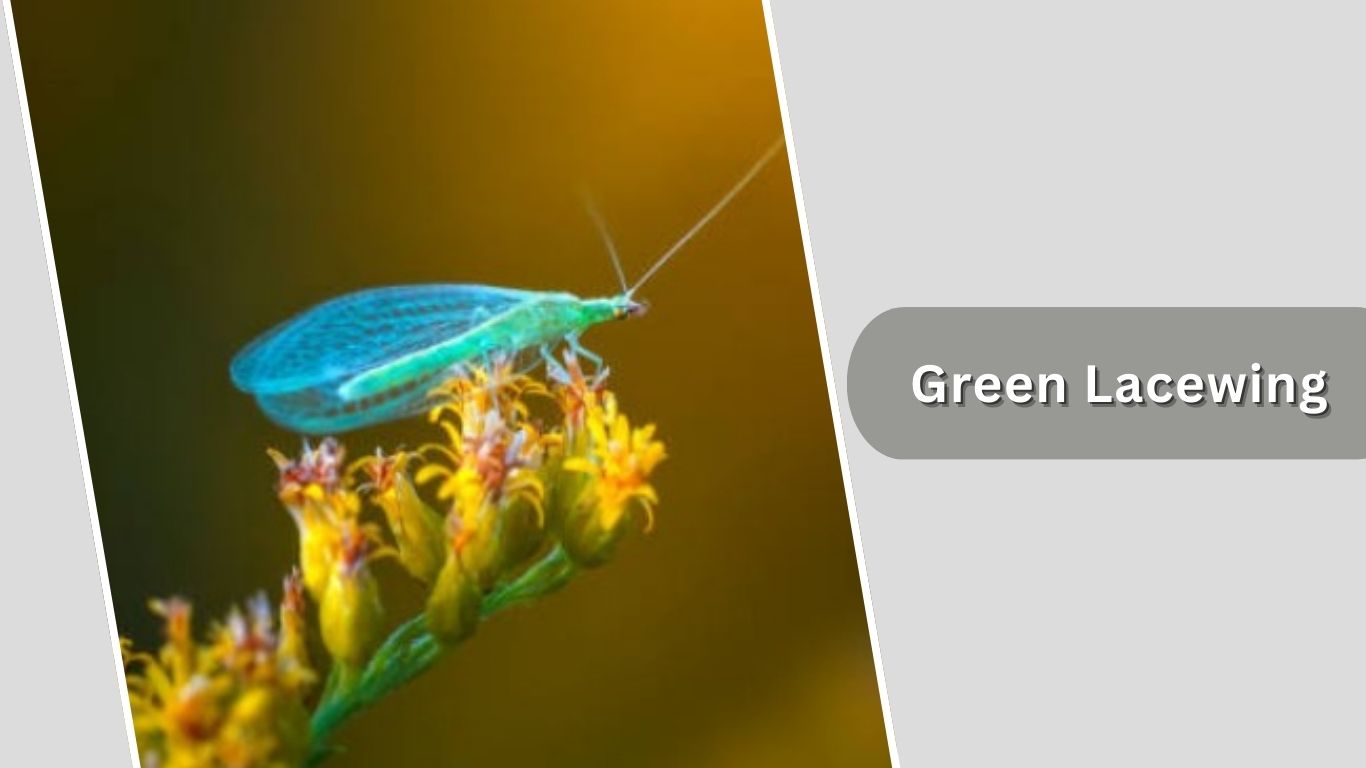 12 Types of Lacewing: Size, Diet, Habitat, Life Cycle and Pictures