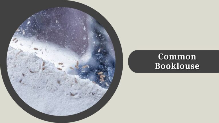10 Types of Booklouse: Identification with Pictures