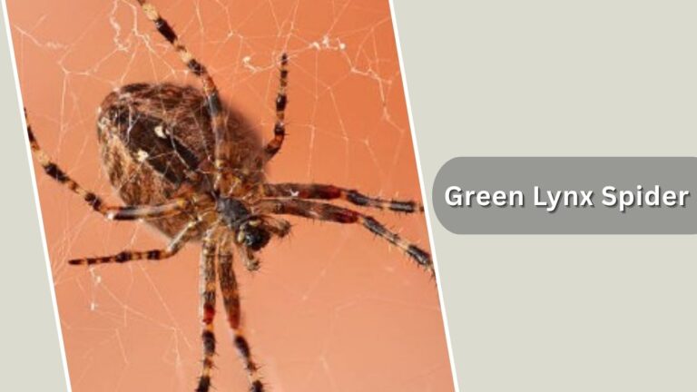 21 Common Green Spiders: Identification With Picture