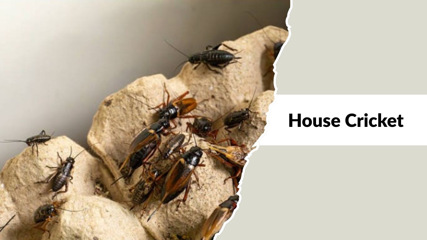 27 Types of Cricket Insect: Identification with Pictures