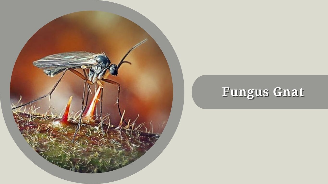 12 Types of Gnats Bug: Identification with Pictures