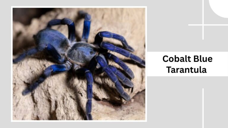 12 Types of Blue Spiders: Species Identification with Pictures