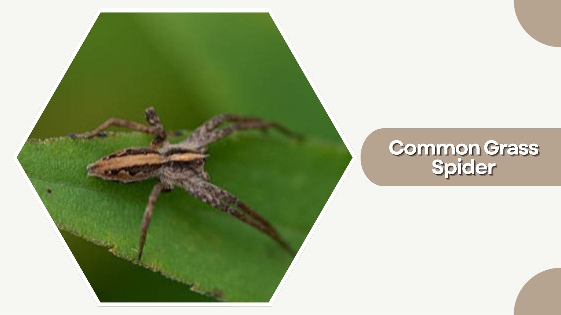 7 Types of Grass Spiders: Unique Spices Identification with Pictures