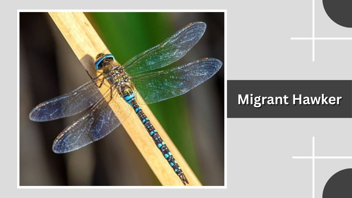 23 Common Types of Dragonflies: Identification with pictures