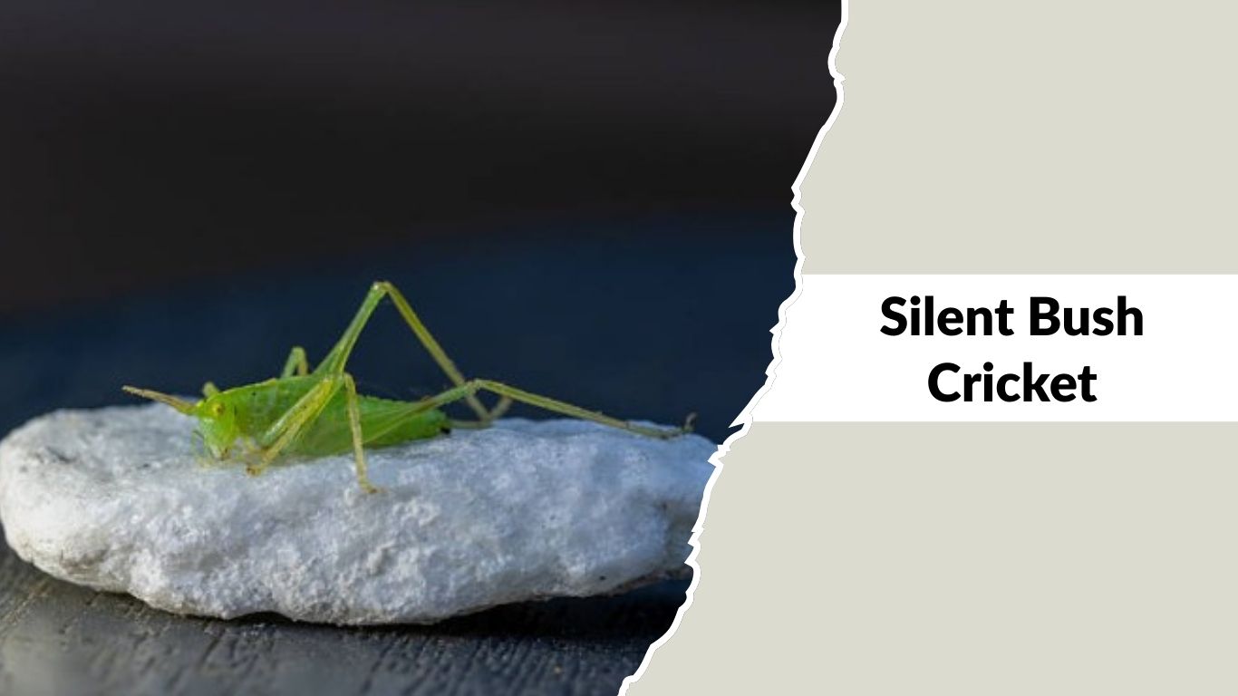 27 Types of Cricket Insect: Identification with Pictures