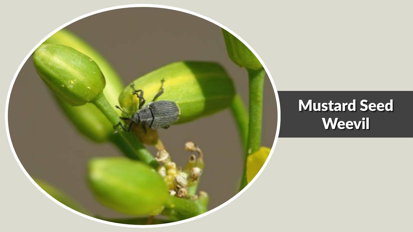 21 Common Types of Weevils Bug: Identification With Pictures