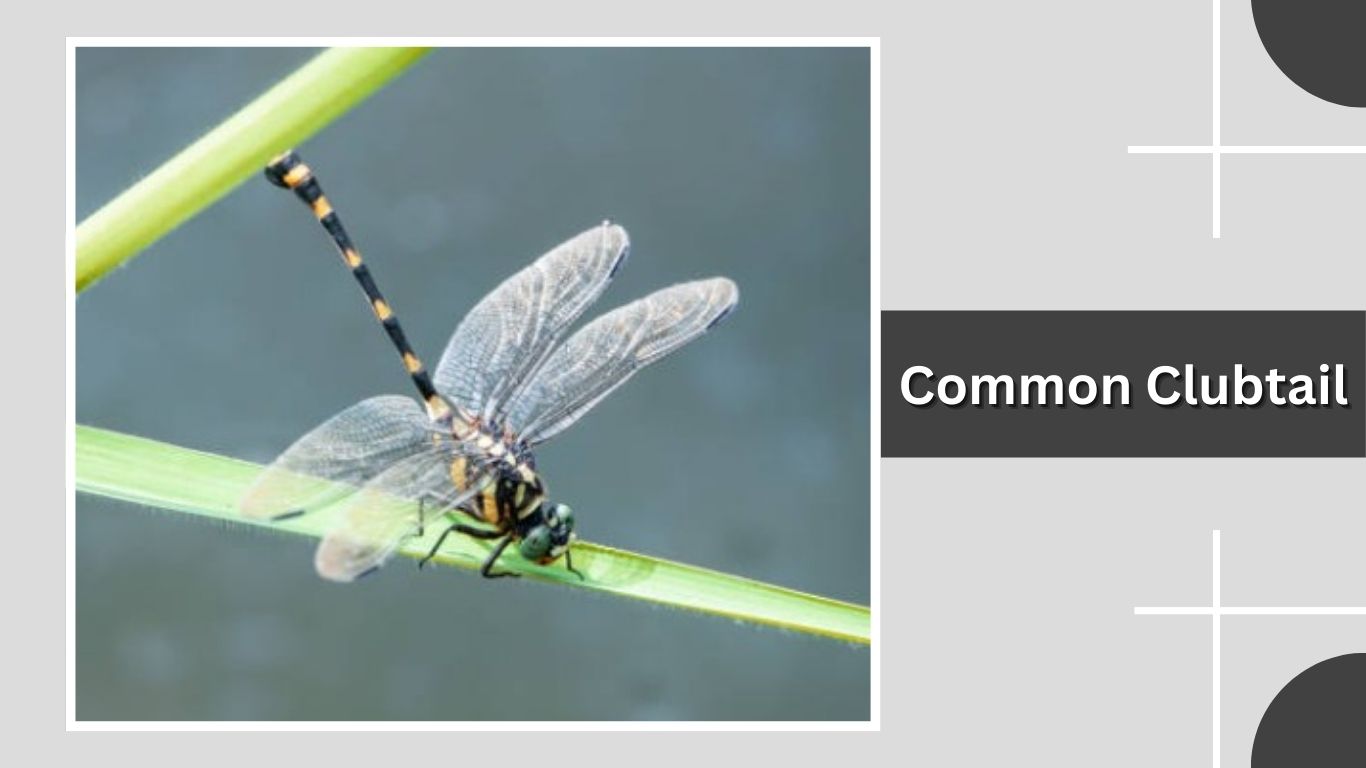 23 Common Types of Dragonflies: Identification with pictures