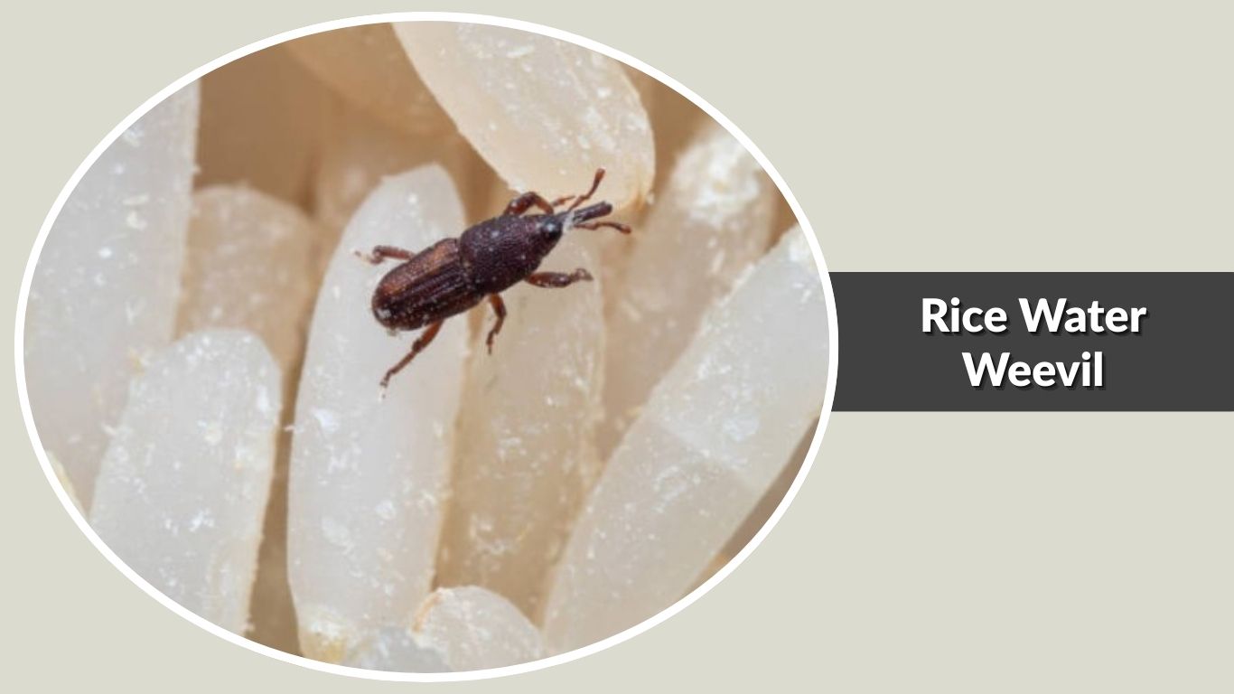 21 Common Types of Weevils Bug: Identification With Pictures
