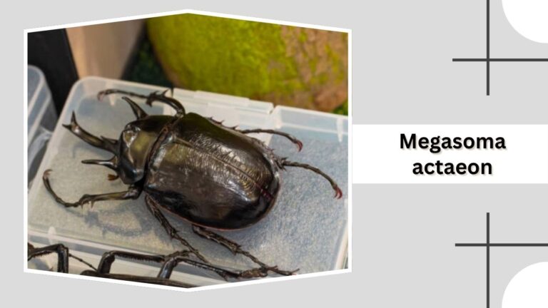 25 Types of Rhinoceros Beetle: Habitat, Behaviors, Identification with ...
