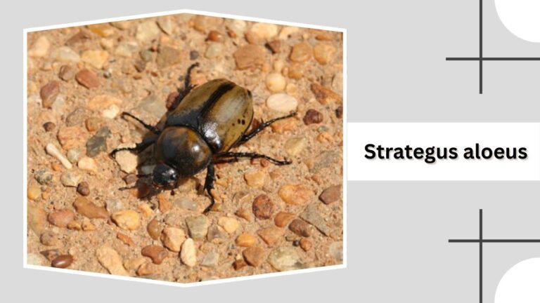 25 Types of Rhinoceros Beetle: Habitat, Behaviors, Identification with ...