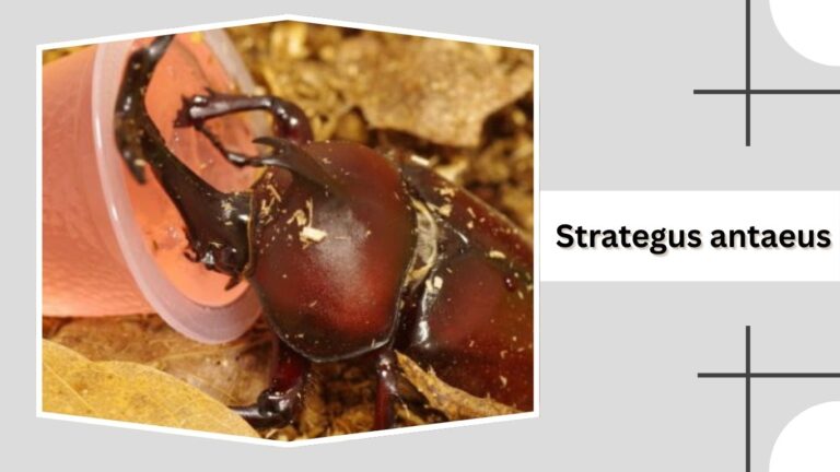 25 Types of Rhinoceros Beetle: Habitat, Behaviors, Identification with ...