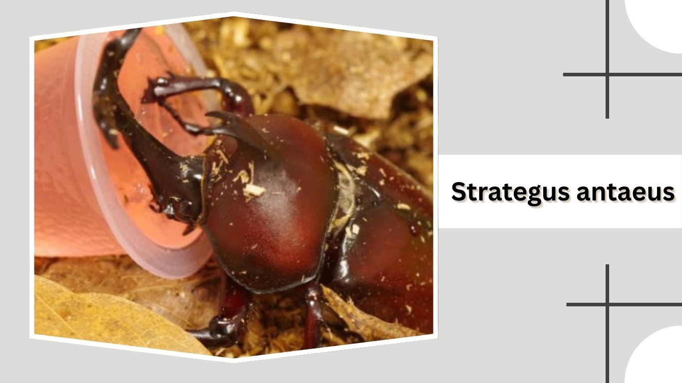 25 Types of Rhinoceros Beetle: Habitat, Behaviors, Identification with ...