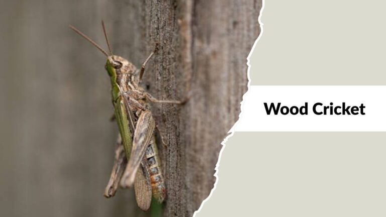 27 Types of Cricket Insect: Identification with Pictures