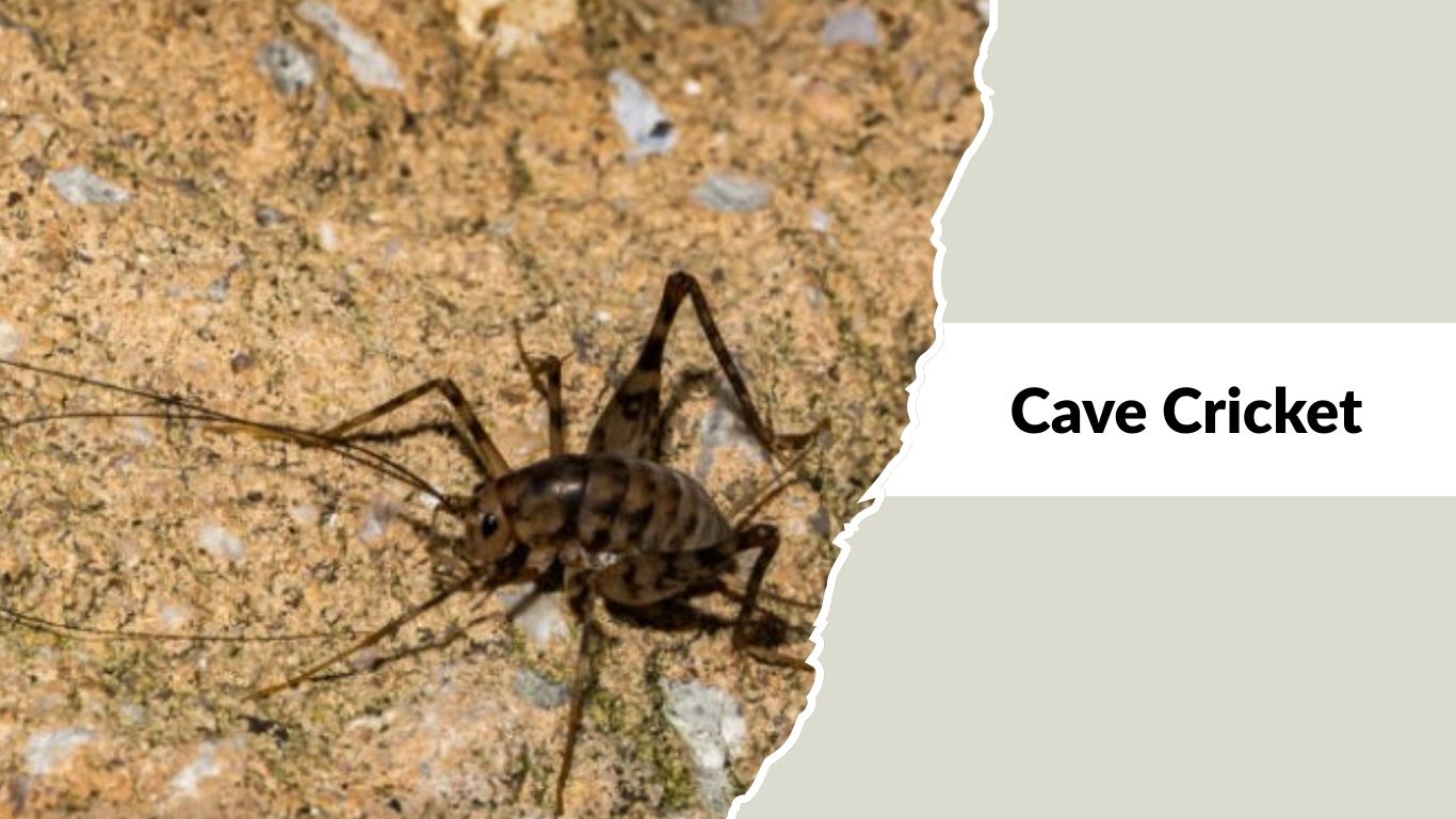 27 Types of Cricket Insect: Identification with Pictures
