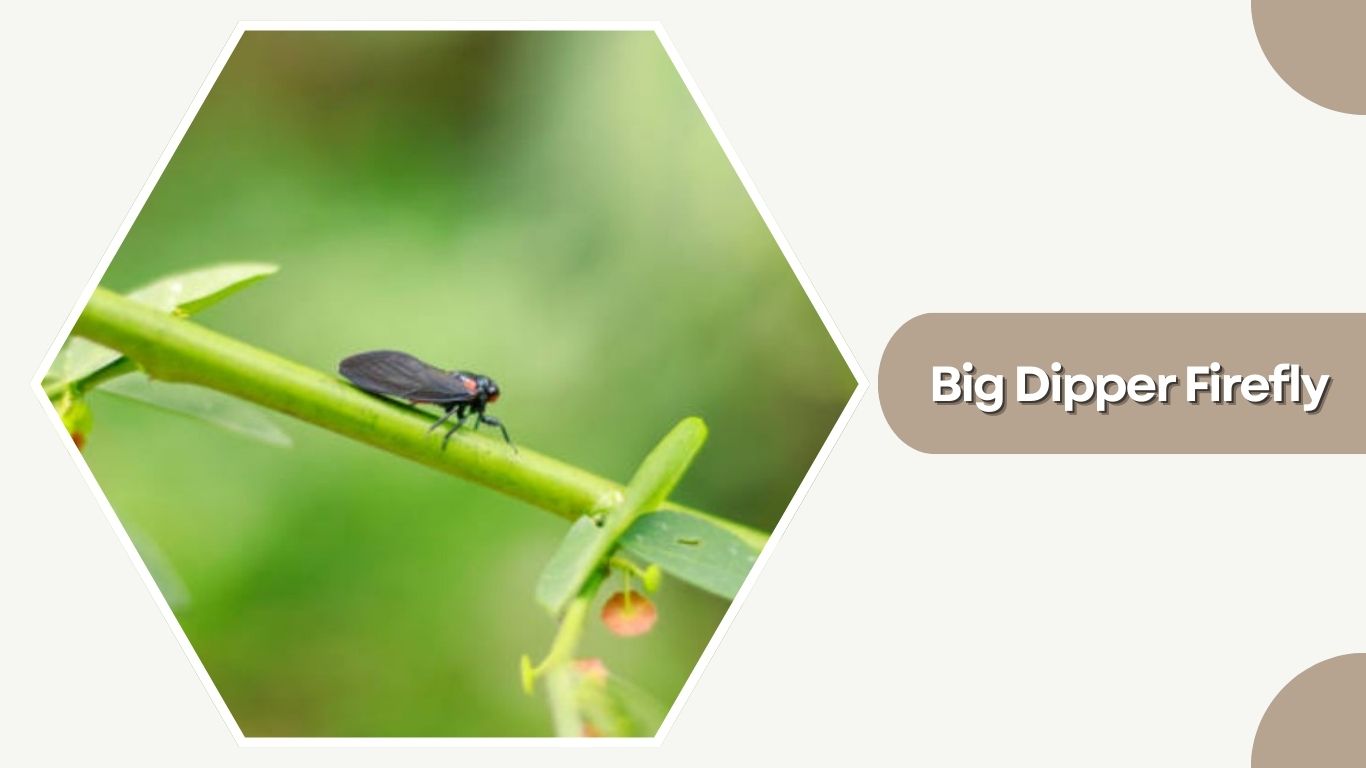 12 Types of Firefly: Species Identification with Pictures